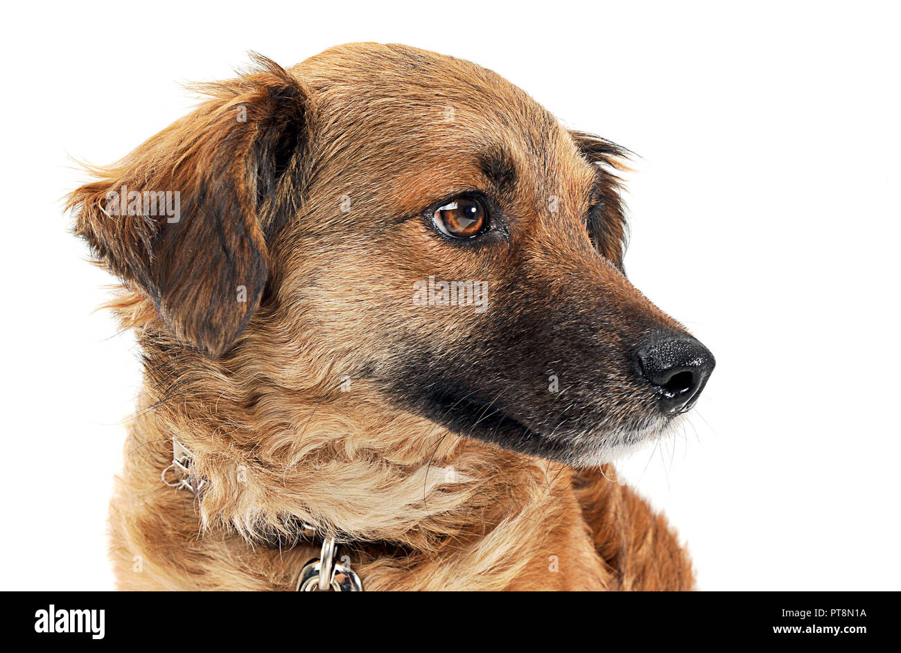 Mixed breed brown dog portre in white studio Stock Photo - Alamy