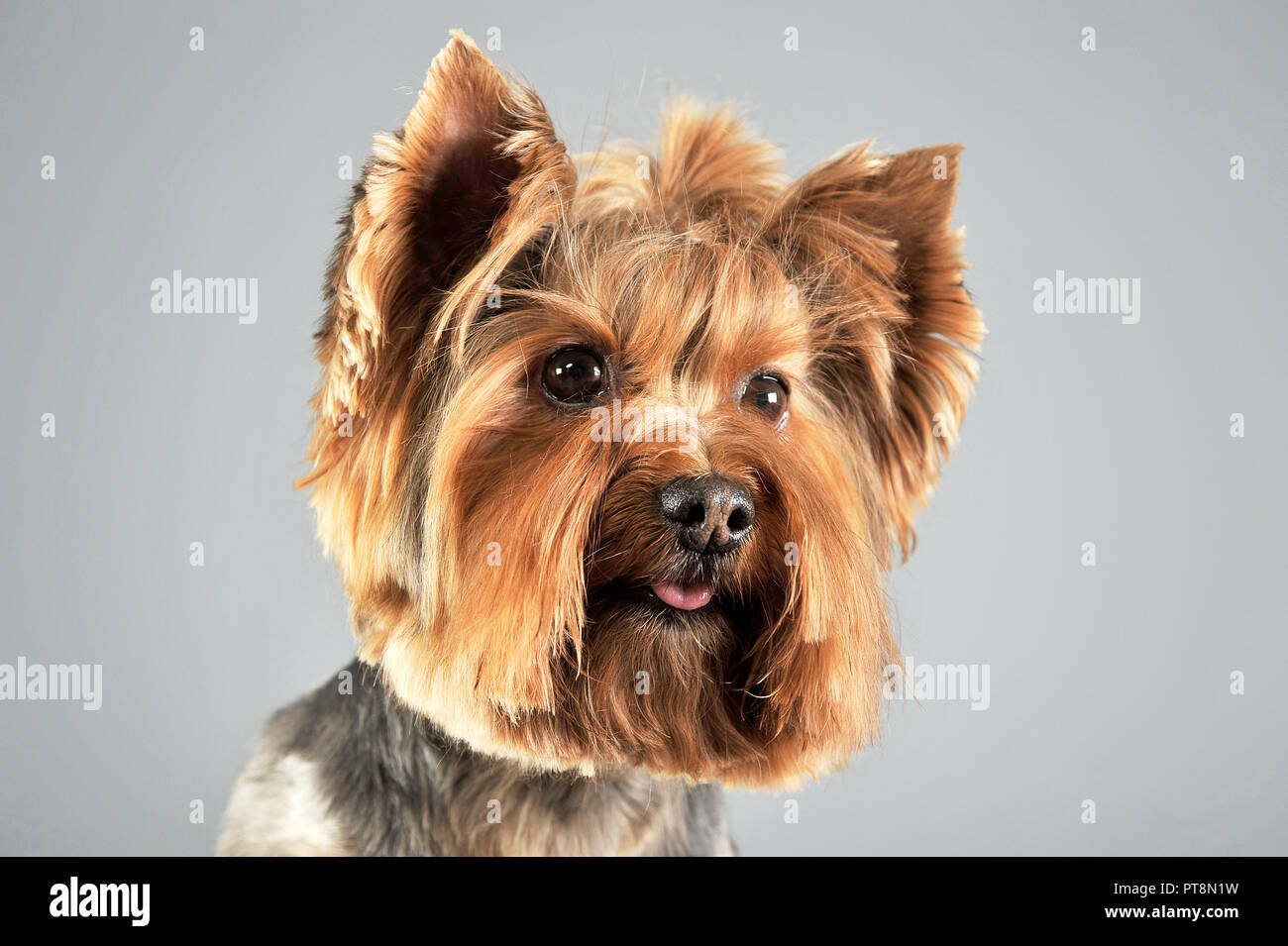 Yorkshire terrier in a grey photo studio Stock Photo - Alamy