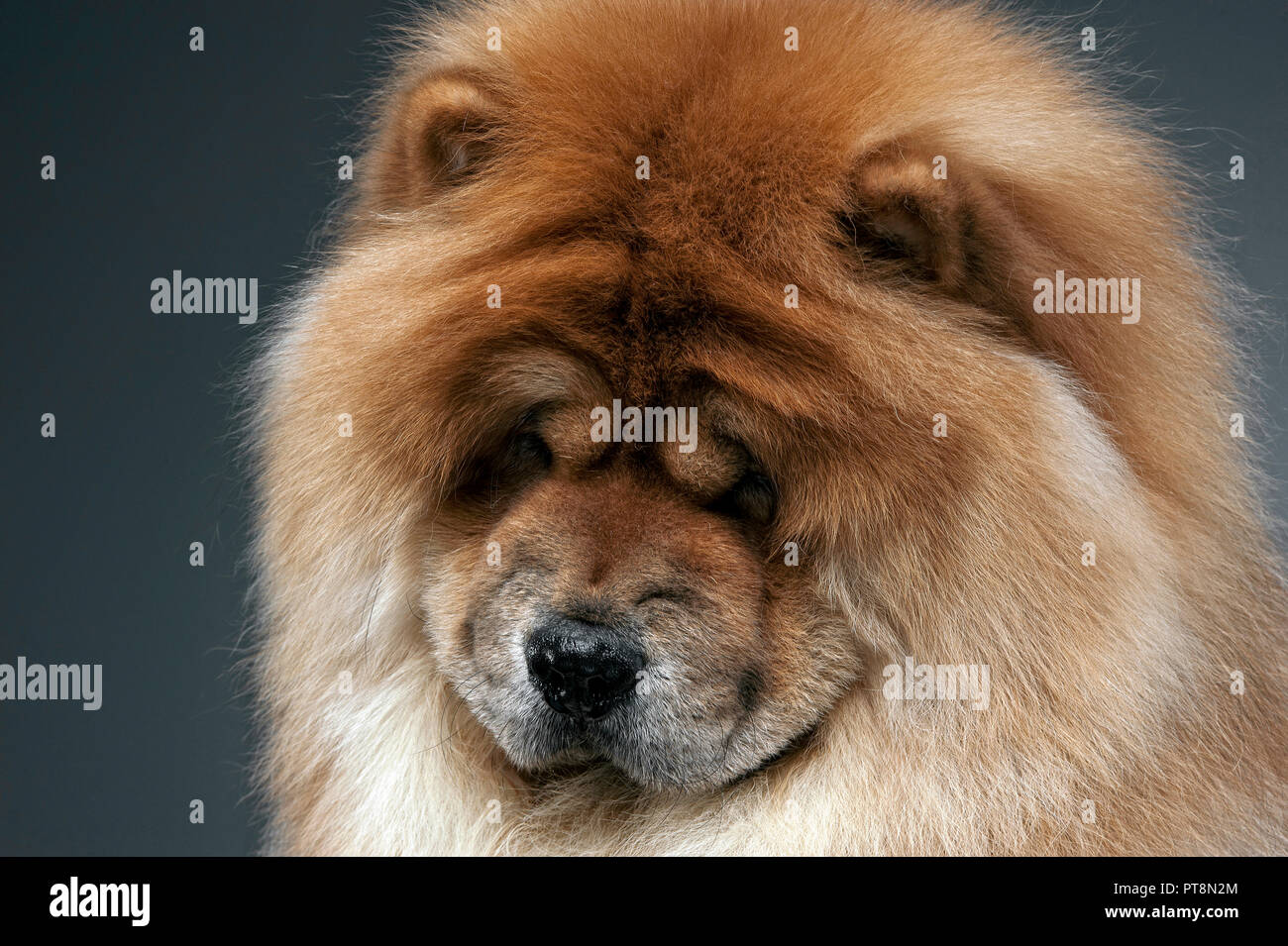 Chow chow in a gray photo studio Stock Photo - Alamy