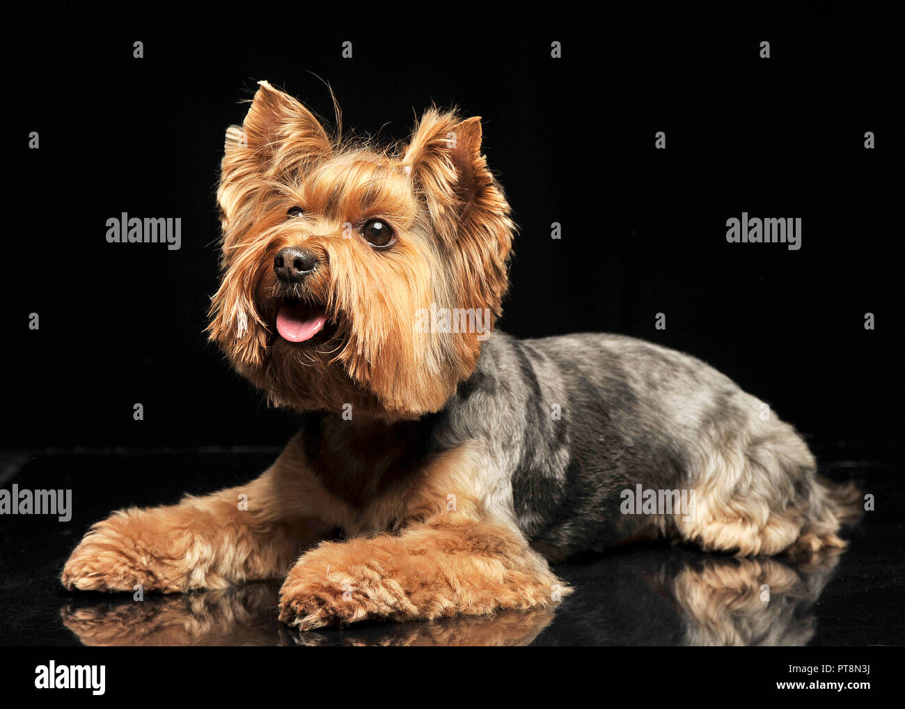 Side view sweet yorkshire terrier hi-res stock photography and images ...