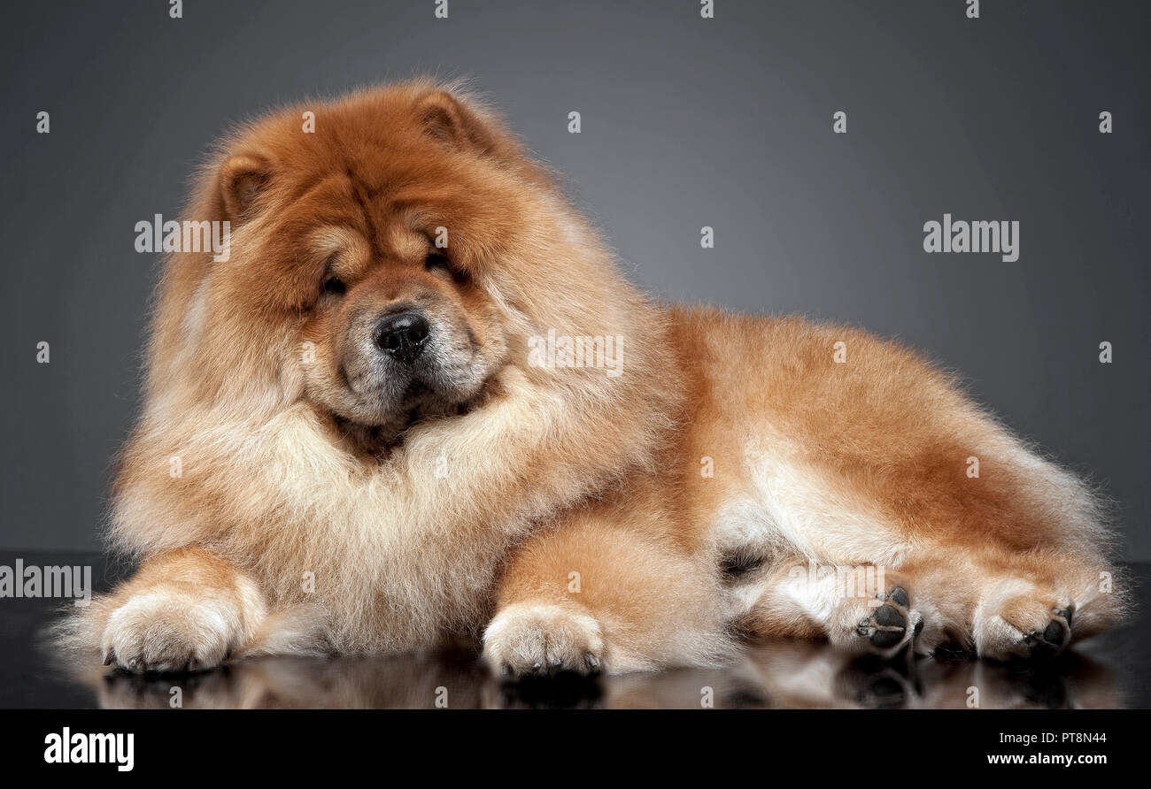 Chow chow in a gray photo studio Stock Photo - Alamy