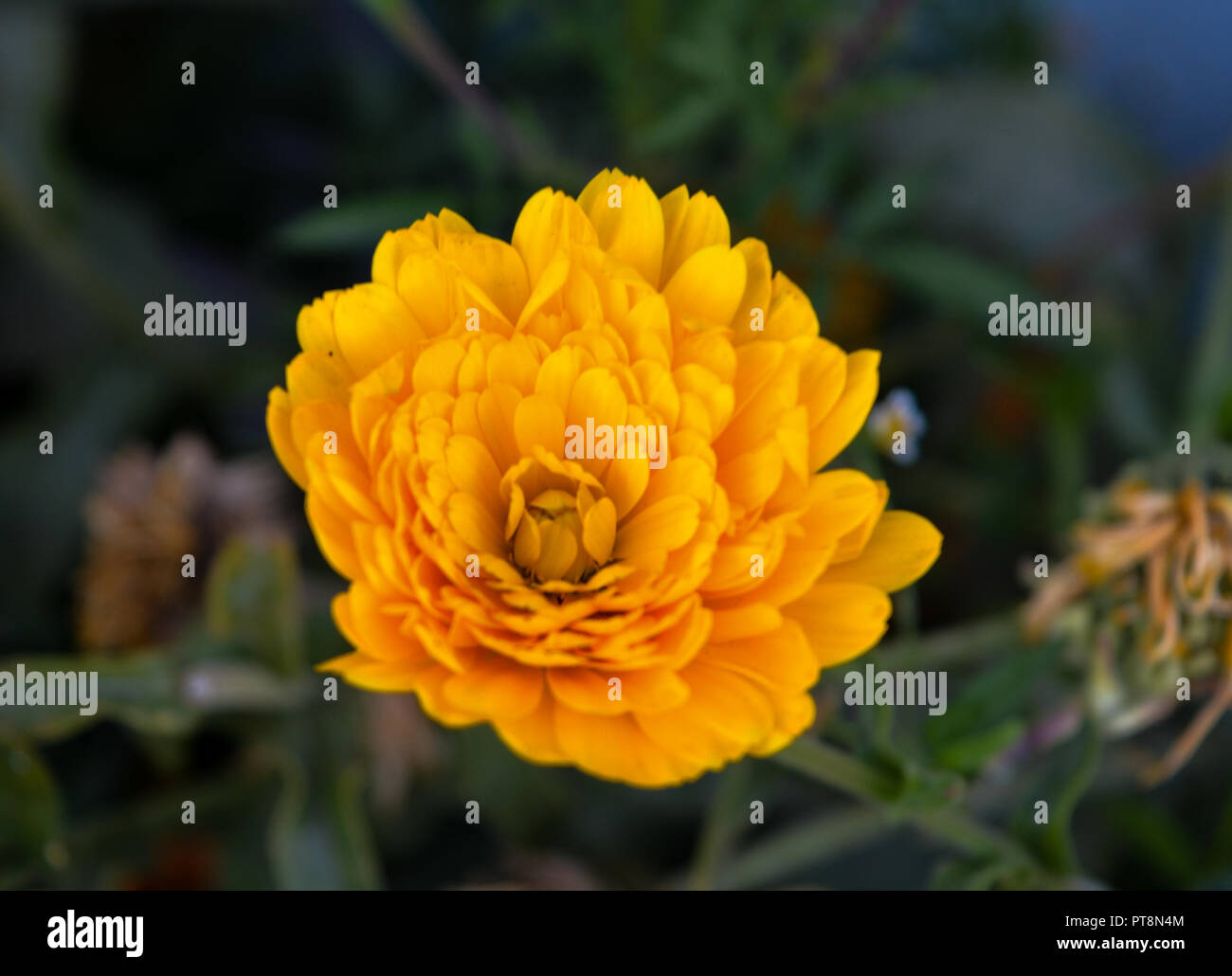 Yellow Aster Flower Isolated Stock Photo - Alamy