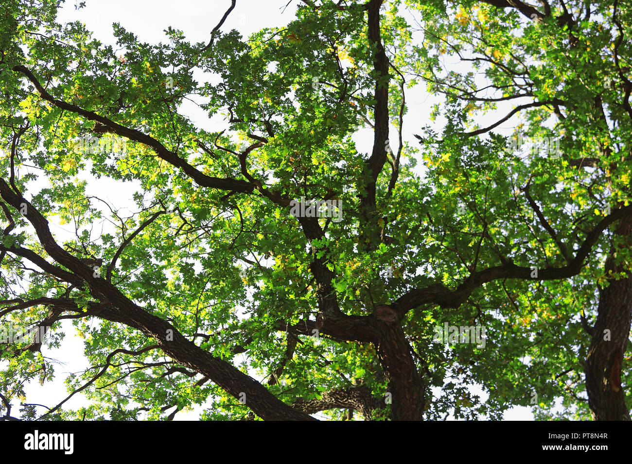 Arboretum oleksandriya ukraine hi-res stock photography and images - Alamy