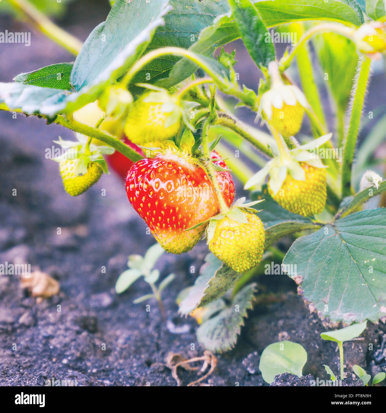 Fresh strawberries in the garden Stock Photo - Alamy