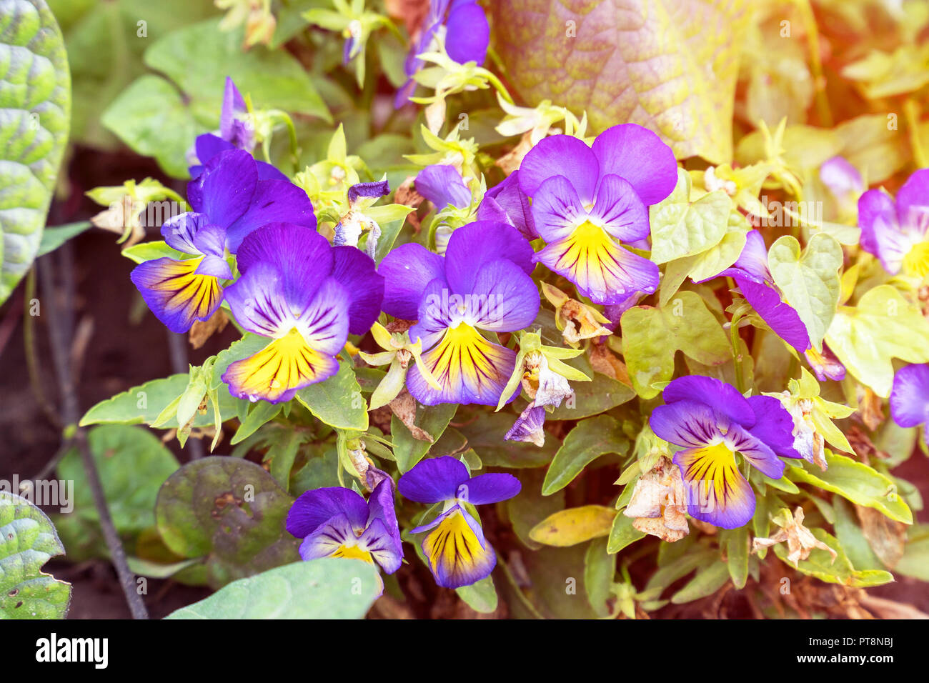 Flower pense pansy hi-res stock photography and images - Alamy