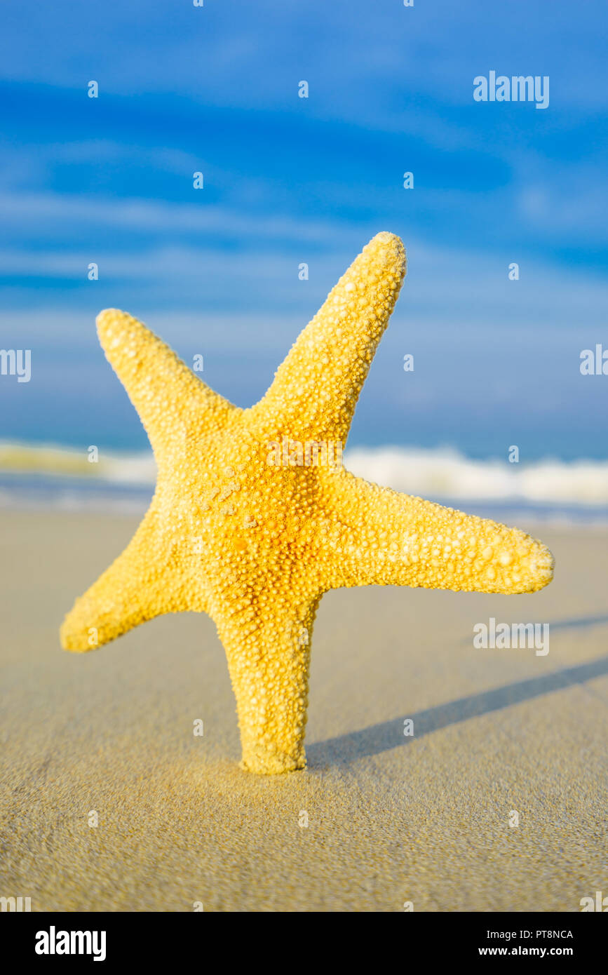 Starfish on the Beach at sunrise Stock Photo - Alamy