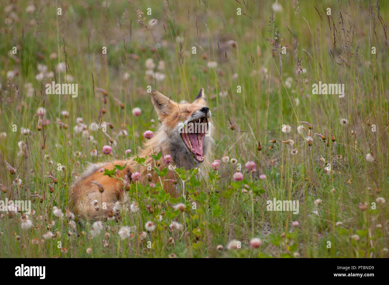 Red fox in the wild Stock Photo - Alamy