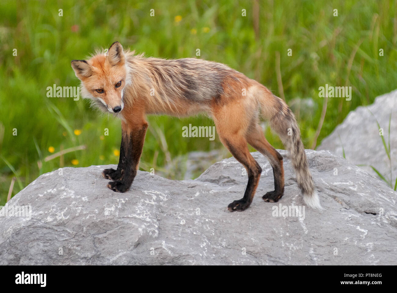 Red fox in the wild Stock Photo - Alamy