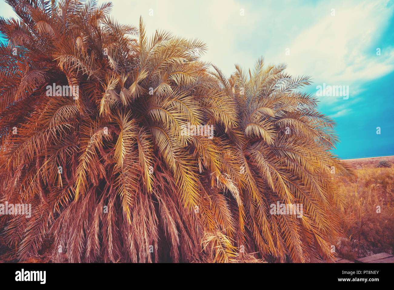 Palm grove date palms phoenix hi-res stock photography and images - Alamy