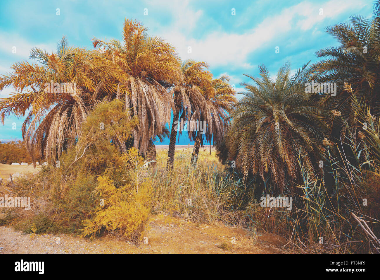 Palms grove hi-res stock photography and images - Alamy