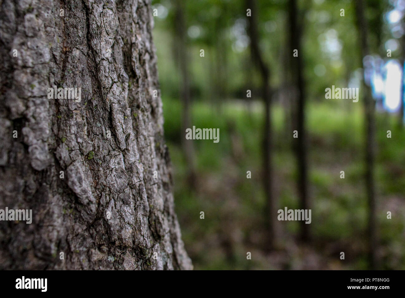 Tree in focus hi-res stock photography and images - Alamy
