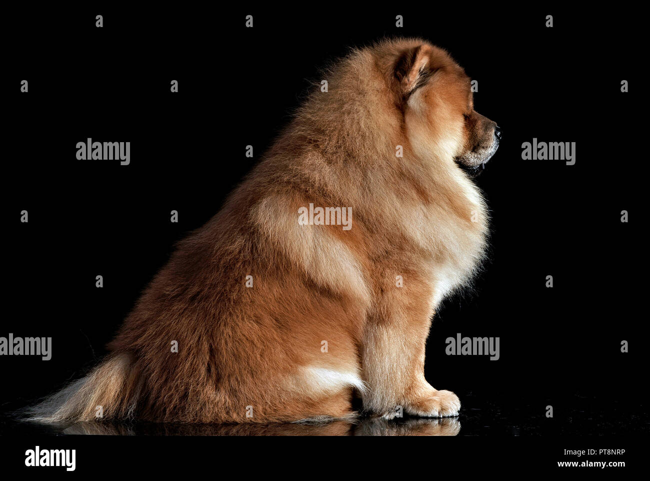 Beautiful chow chow posing in a photo studio Stock Photo - Alamy