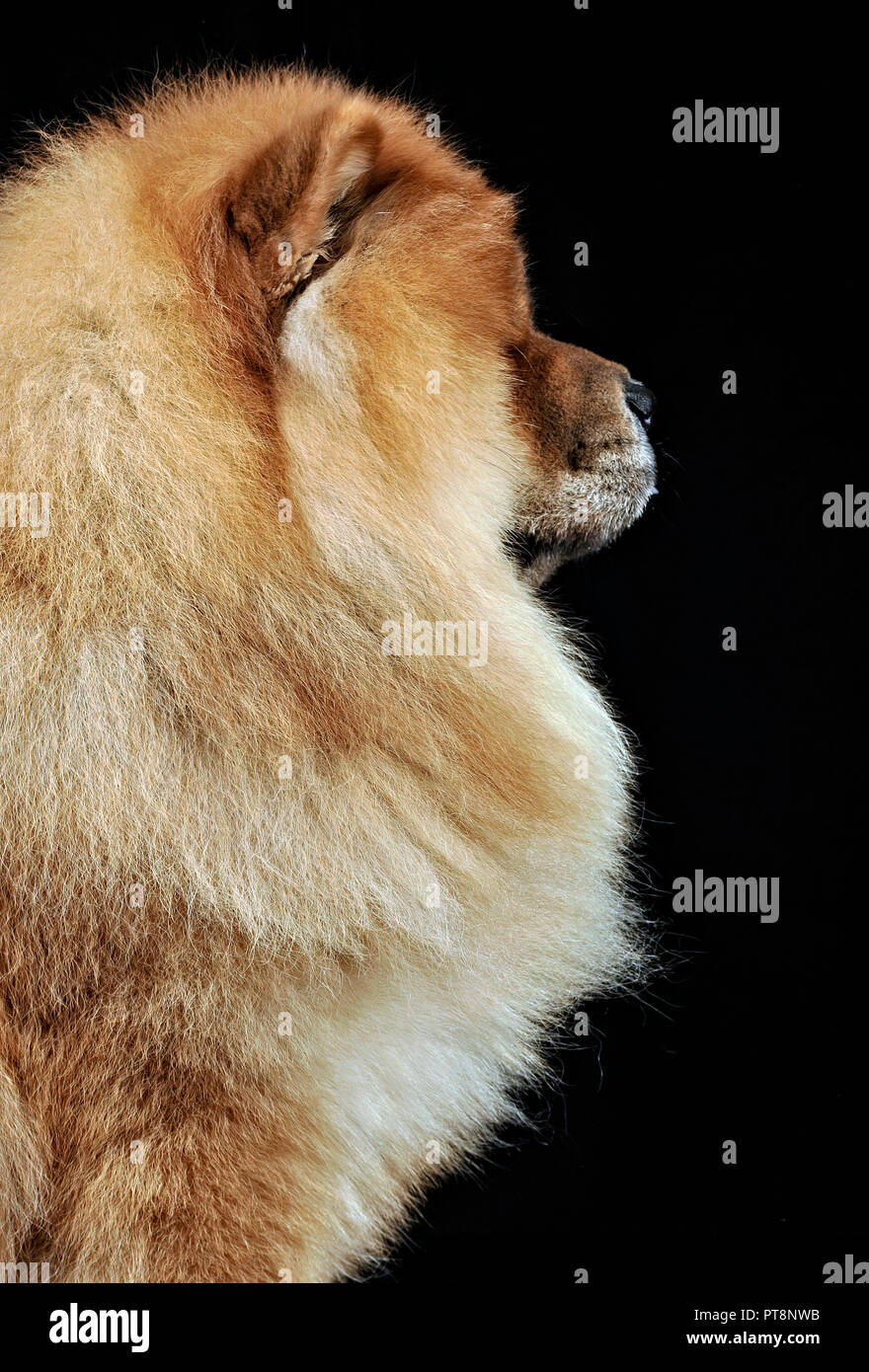 Beautiful chow chow posing in a photo studio Stock Photo - Alamy
