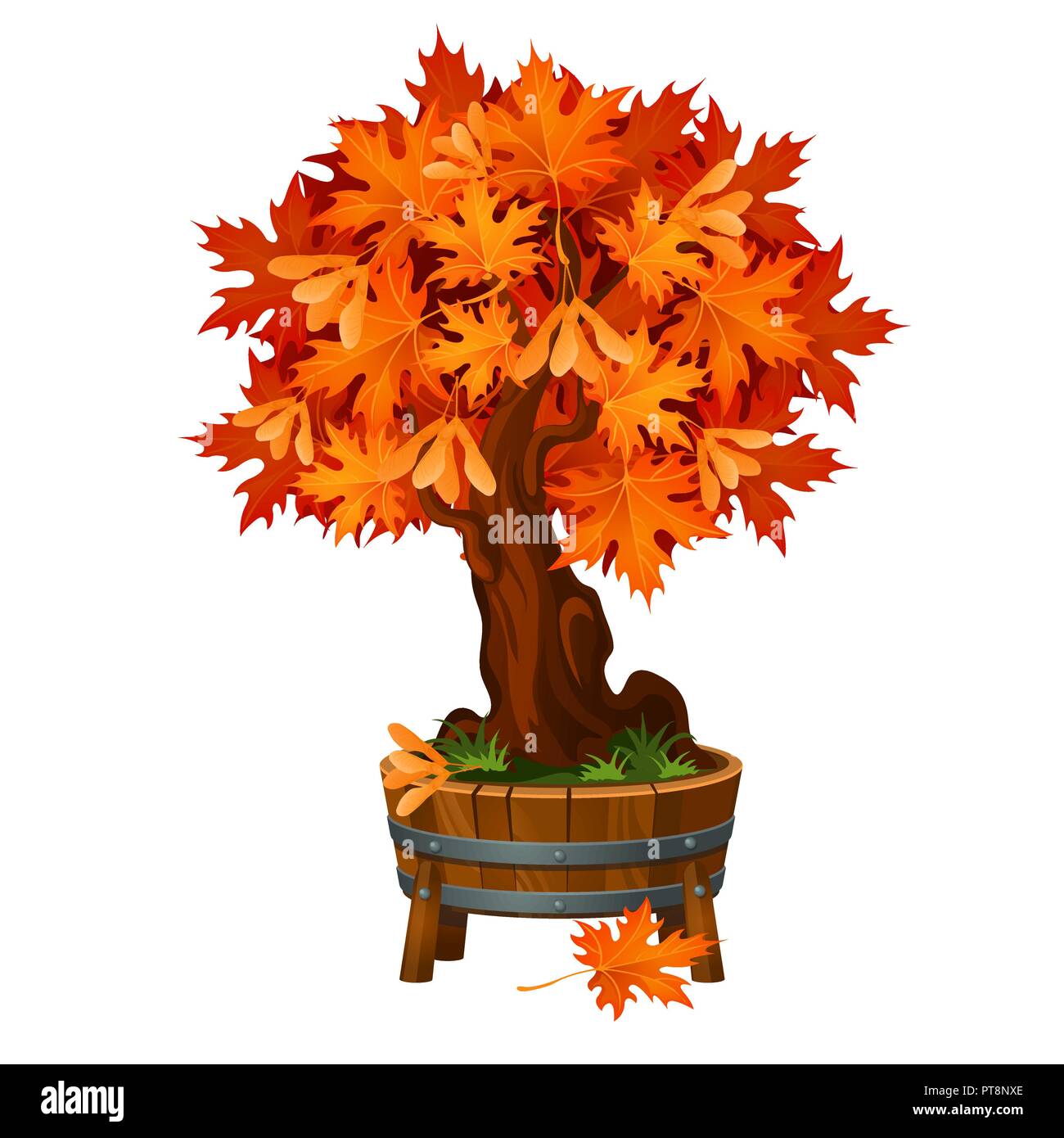 Cartoon Maple Tree