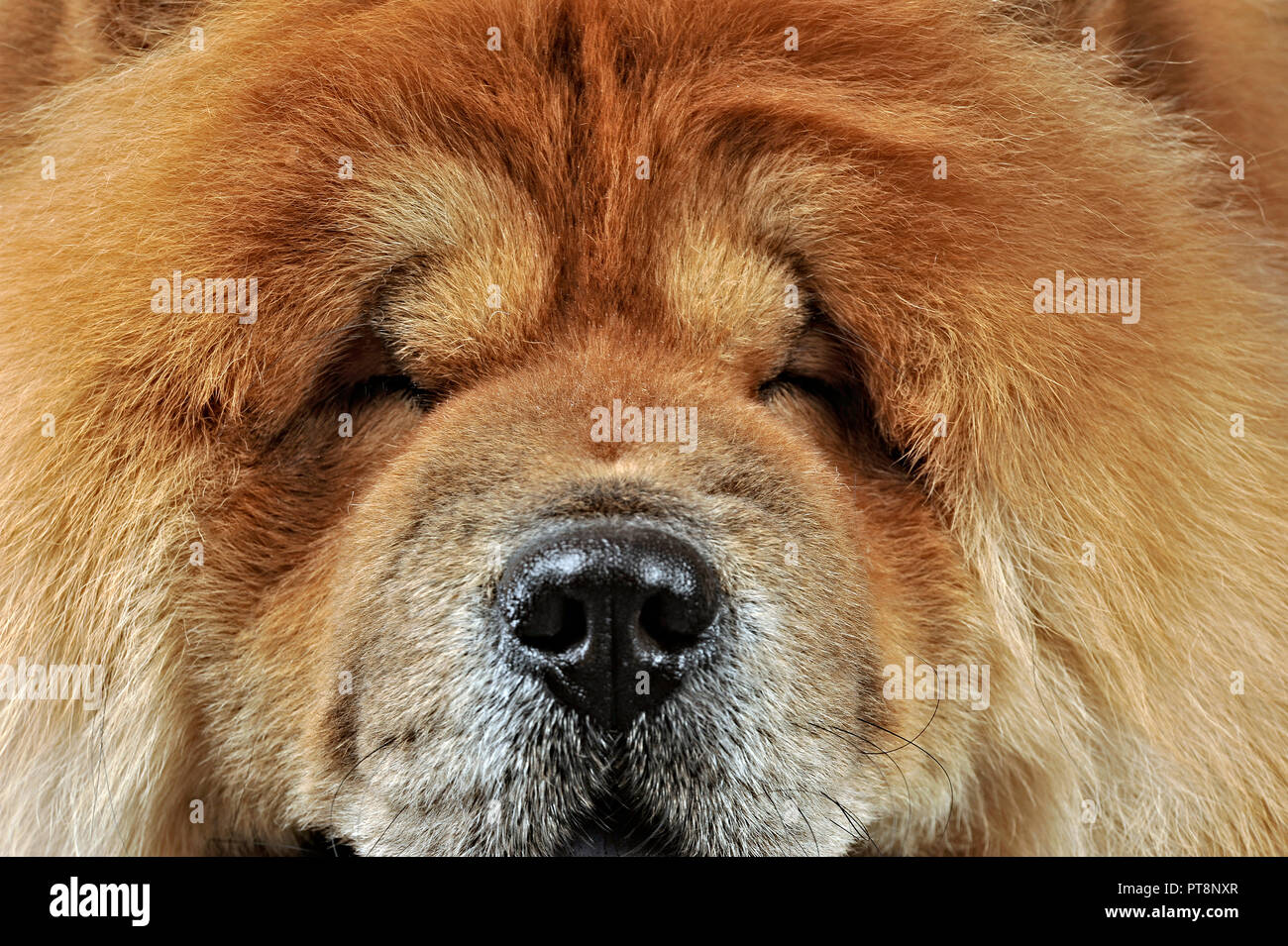 Beautiful chow chow posing in a photo studio Stock Photo - Alamy