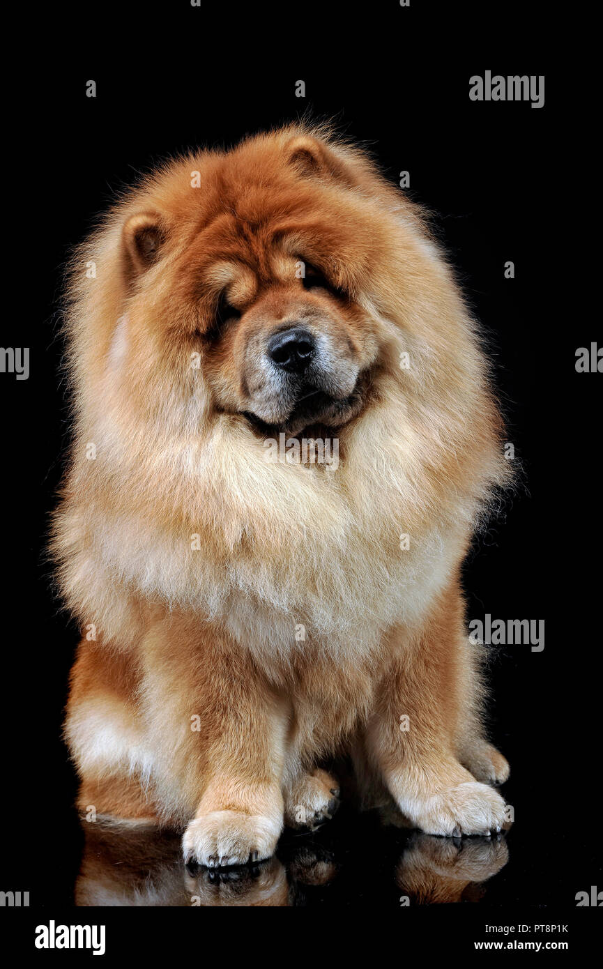 Beautiful chow chow posing in a photo studio Stock Photo - Alamy