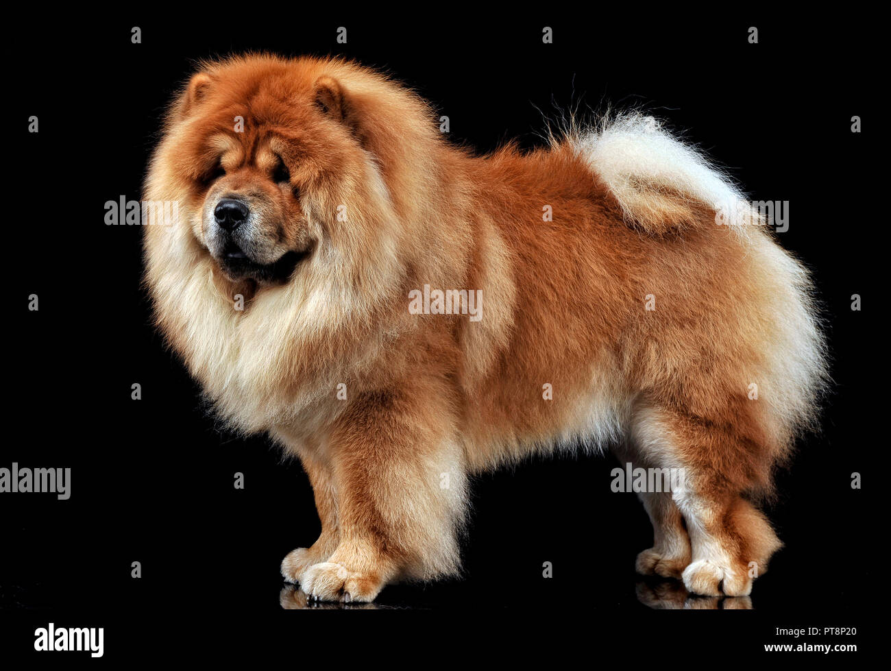 Beautiful chow chow posing in a photo studio Stock Photo - Alamy