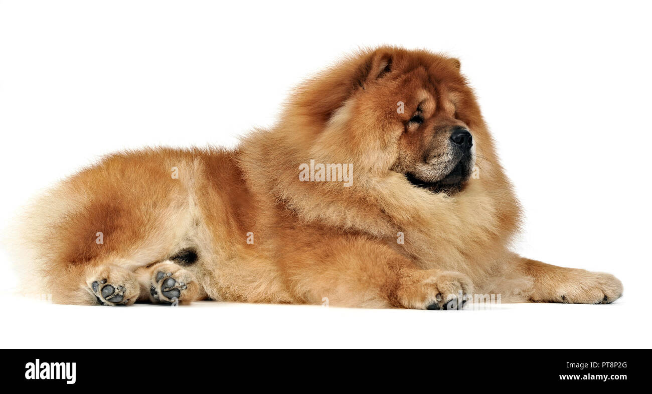 Beautiful chow chow posing in a photo studio Stock Photo - Alamy