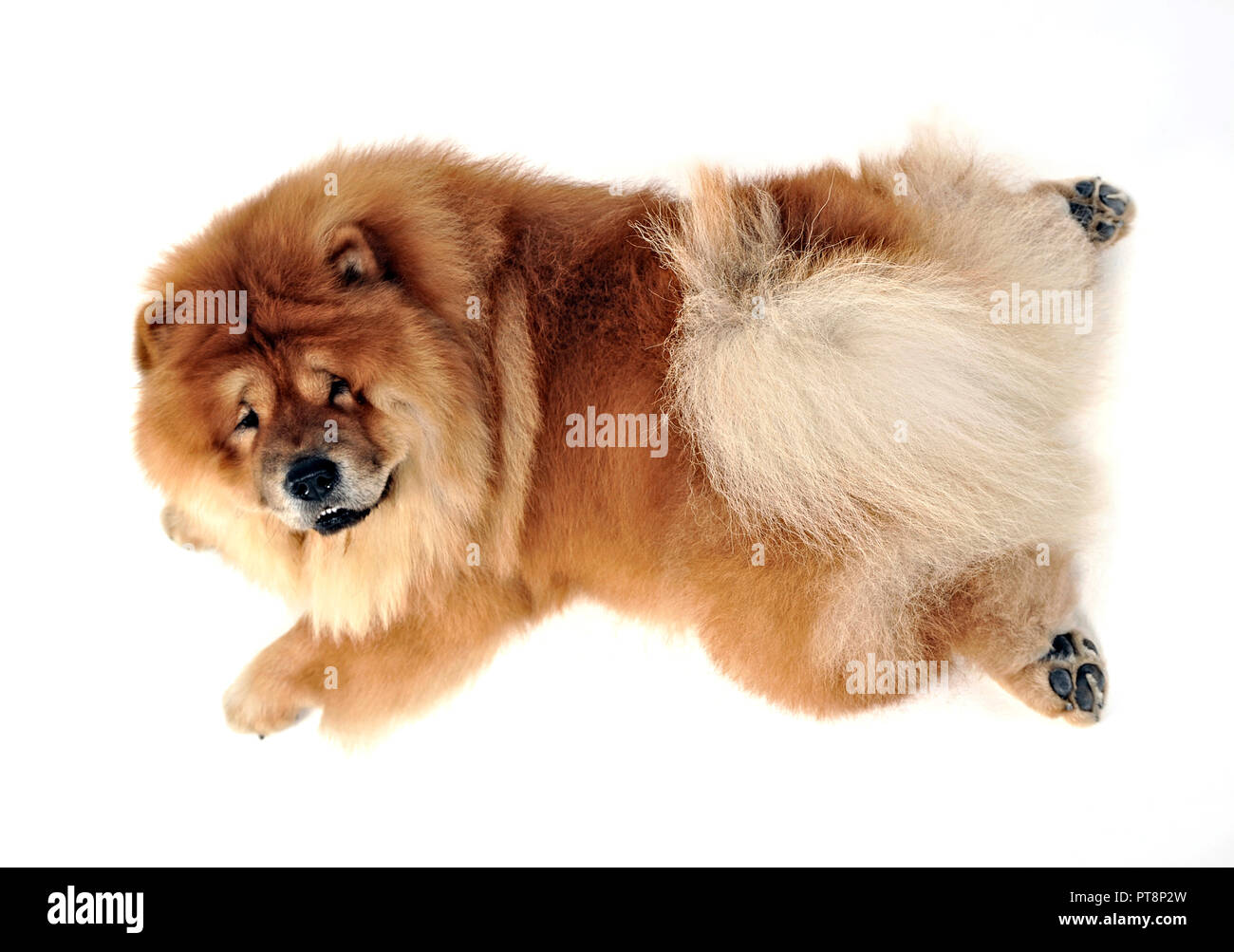 Beautiful chow chow posing in a photo studio Stock Photo - Alamy