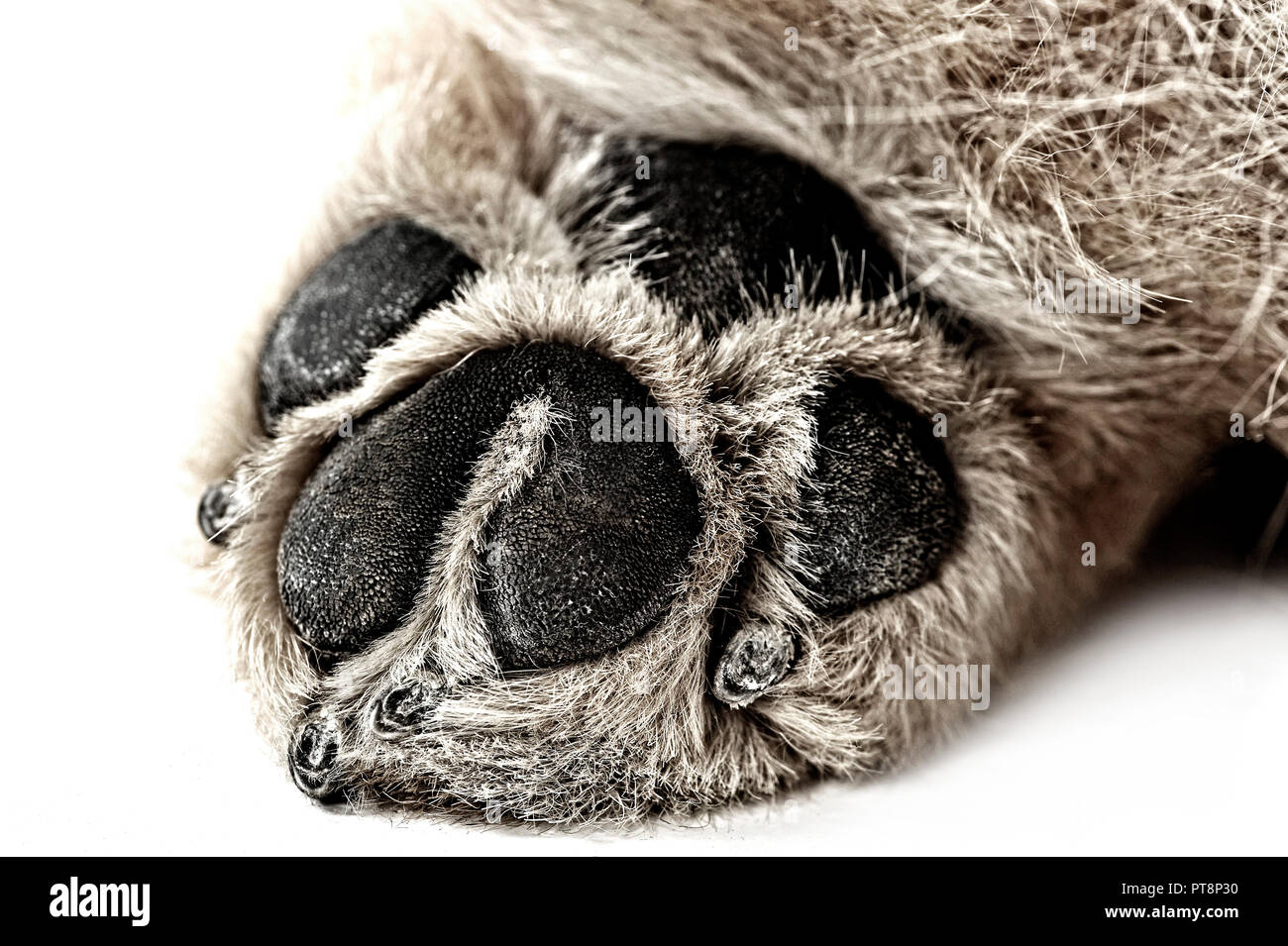 Beautiful chow chow paw in a white photo studio Stock Photo - Alamy
