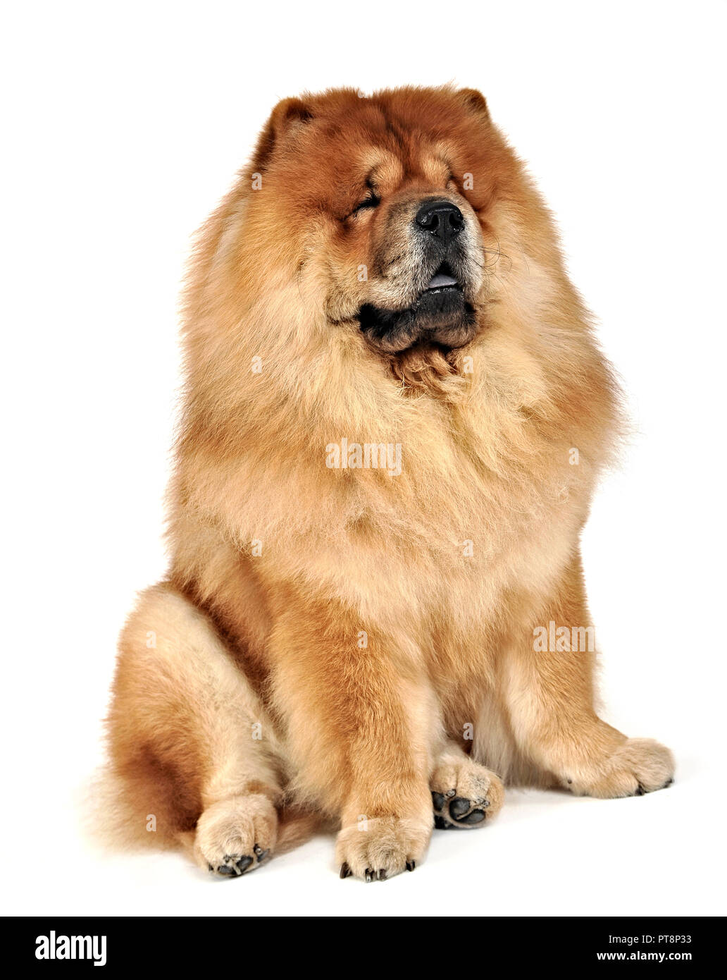 Beautiful chow chow posing in a photo studio Stock Photo - Alamy