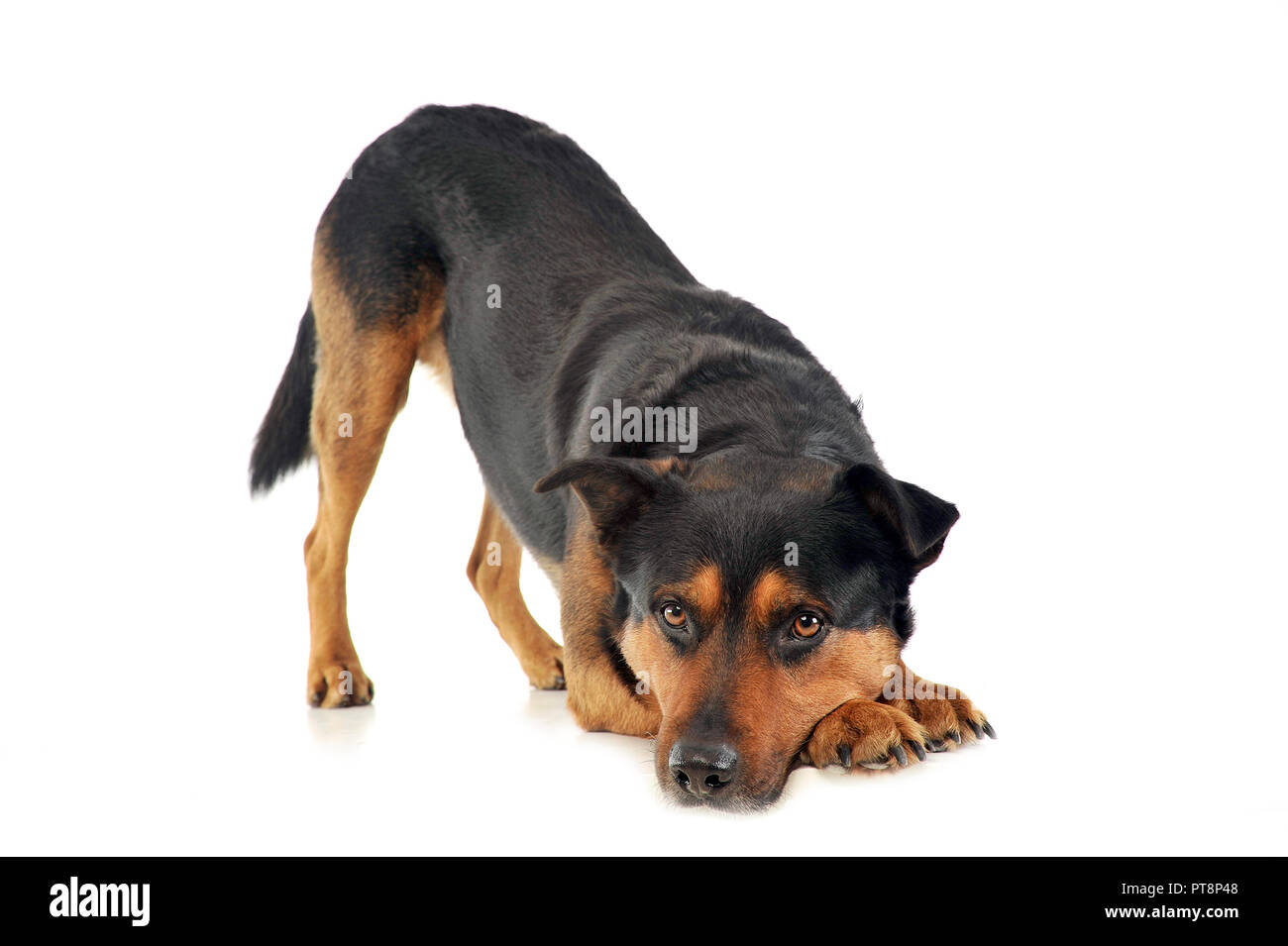 Strong dog hi-res stock photography and images - Alamy