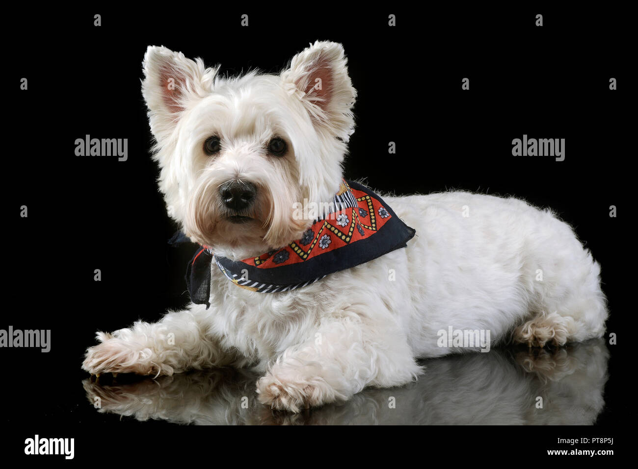 west highland white terrier posing in a photo studio Stock Photo - Alamy