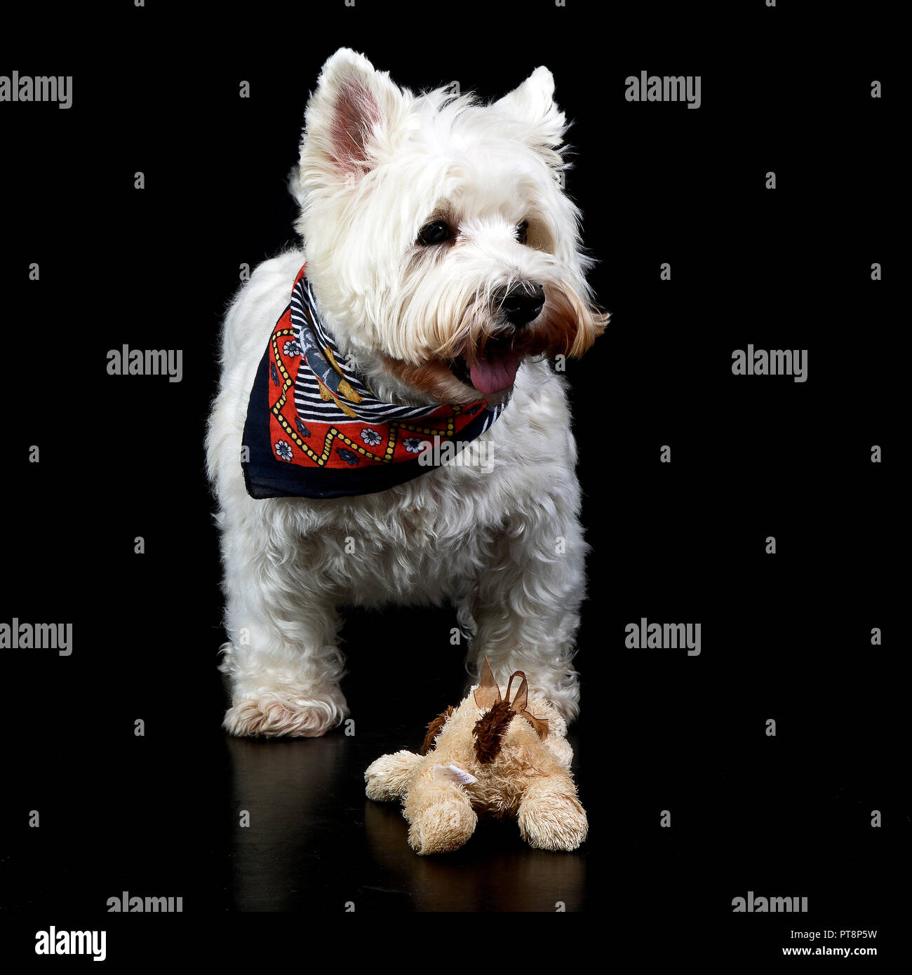 west highland white terrier posing in a photo studio Stock Photo - Alamy