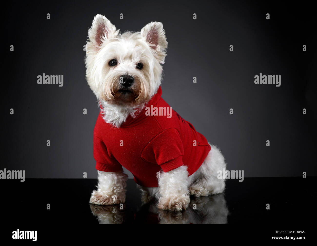 west highland white terrier posing in a photo studio Stock Photo - Alamy