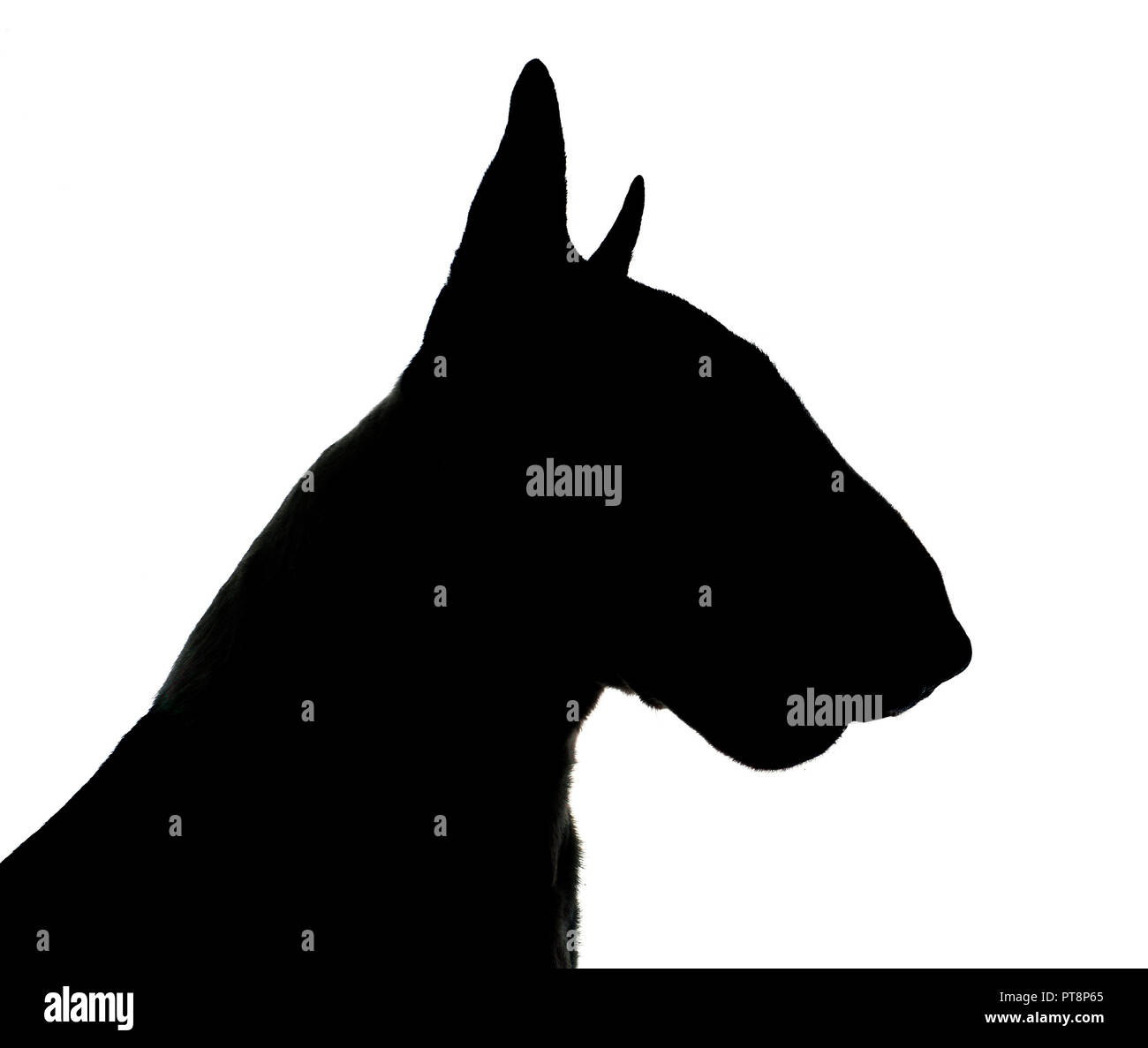 Bull terrier silhouette in a white photo studio Stock Photo - Alamy