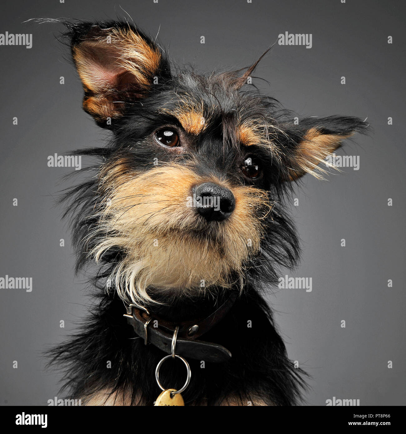 Mixed breed funny dog in a grey studio Stock Photo - Alamy