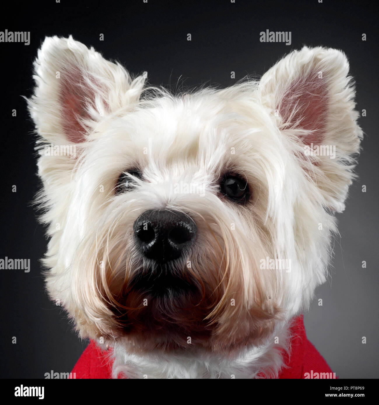 west highland white terrier posing in a photo studio Stock Photo - Alamy