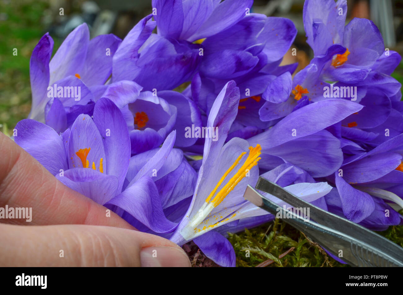 Saffron production hi-res stock photography and images - Alamy