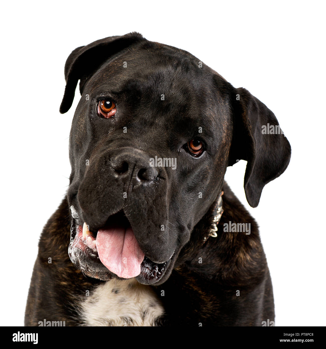 Portrait of an adorable Cane corso, studio shot, isolated on white ...