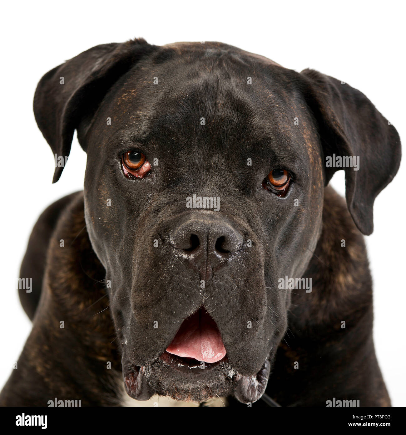 Portrait of an adorable Cane corso, studio shot, isolated on white ...