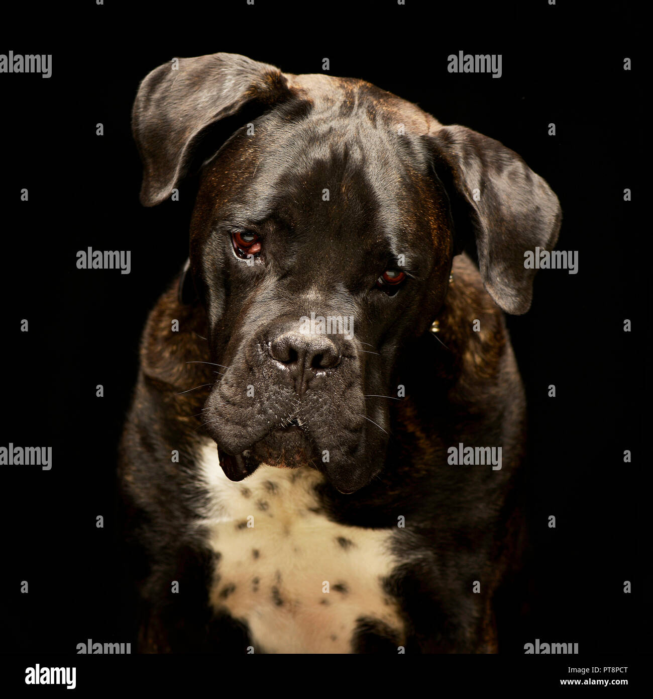 Portrait of an adorable Cane corso, studio shot, isolated on black ...