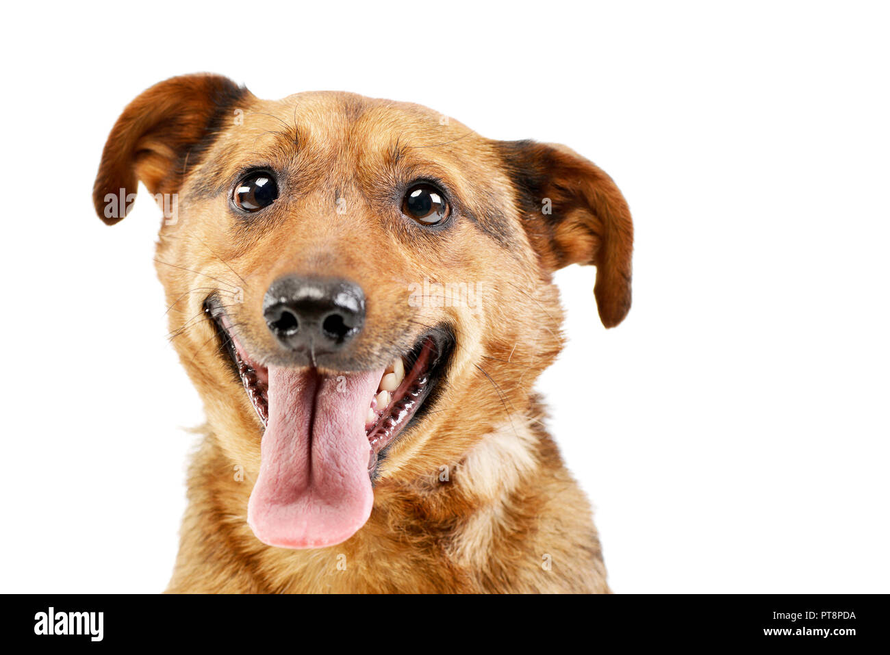 Portrait of an adorable mixed breed dog, studio shot, isolated on white ...