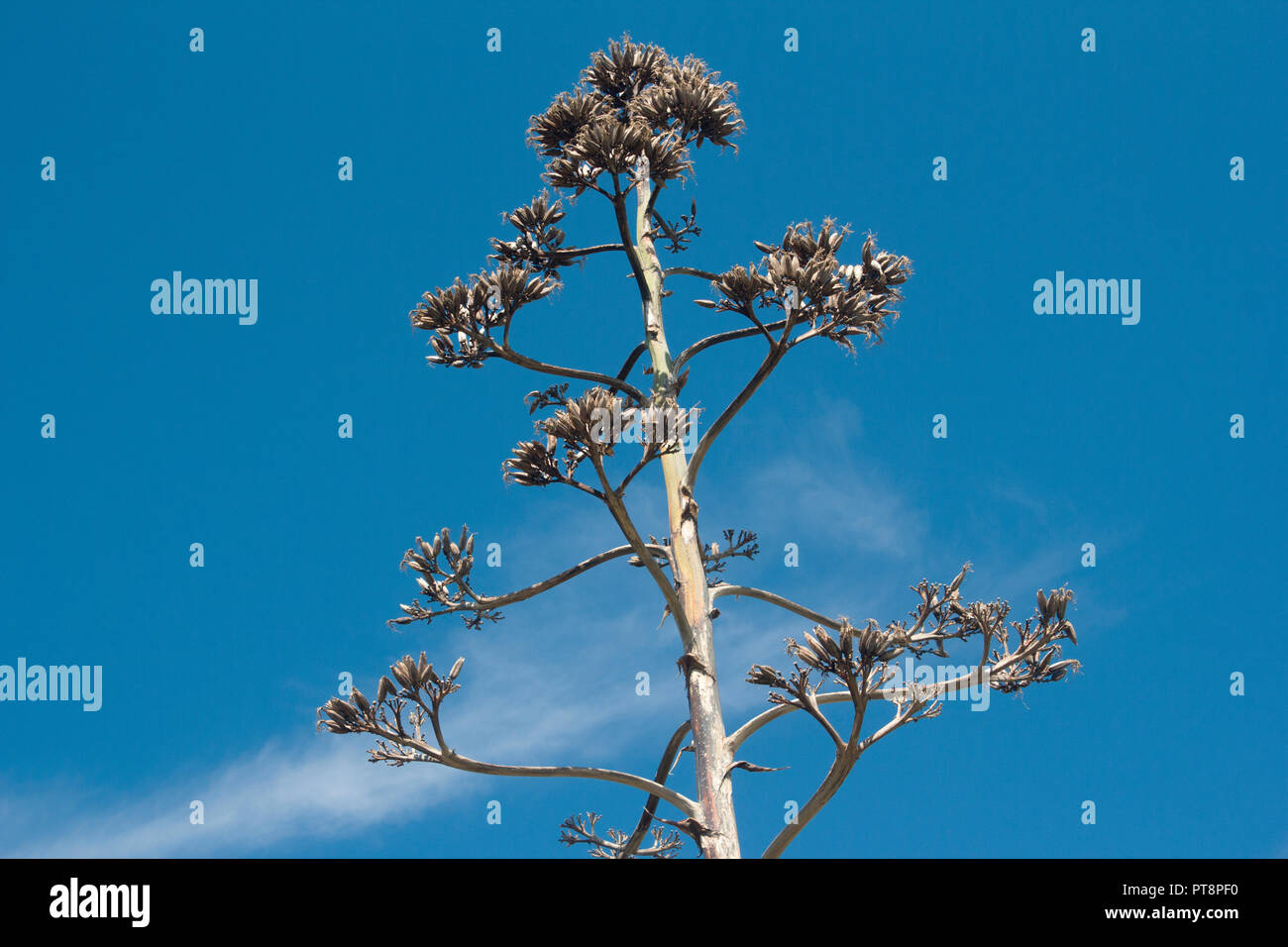 Tropical wild dry tree Stock Photo - Alamy