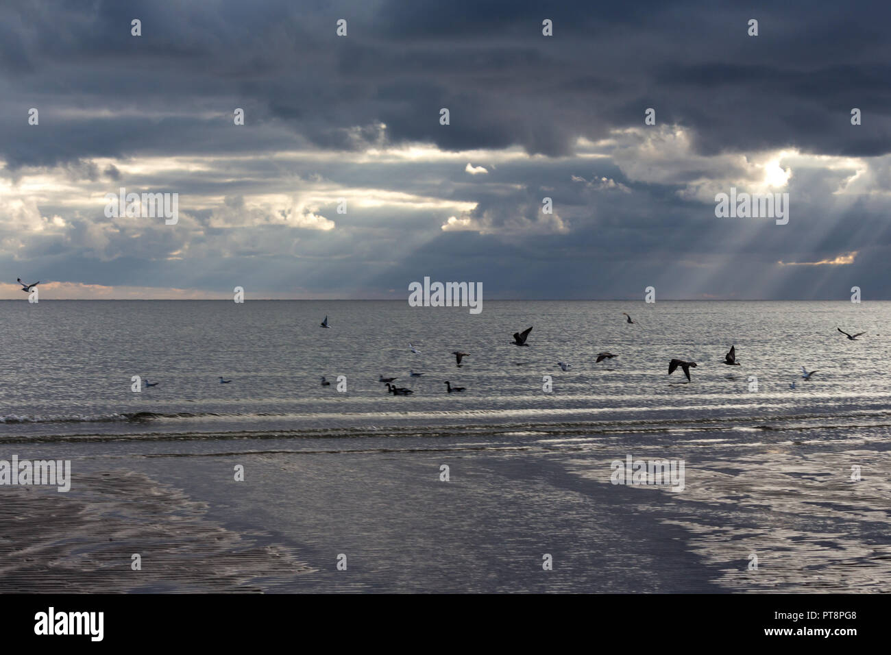 Sea birds northern ireland hi-res stock photography and images - Alamy