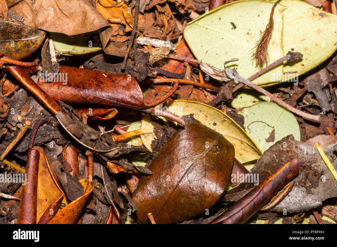 Dead leaves and twigs hi-res stock photography and images - Alamy