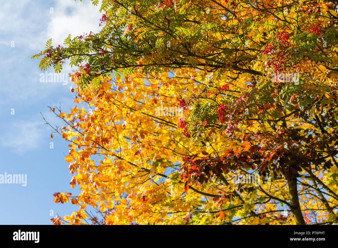 Red and green tree hi-res stock photography and images - Alamy