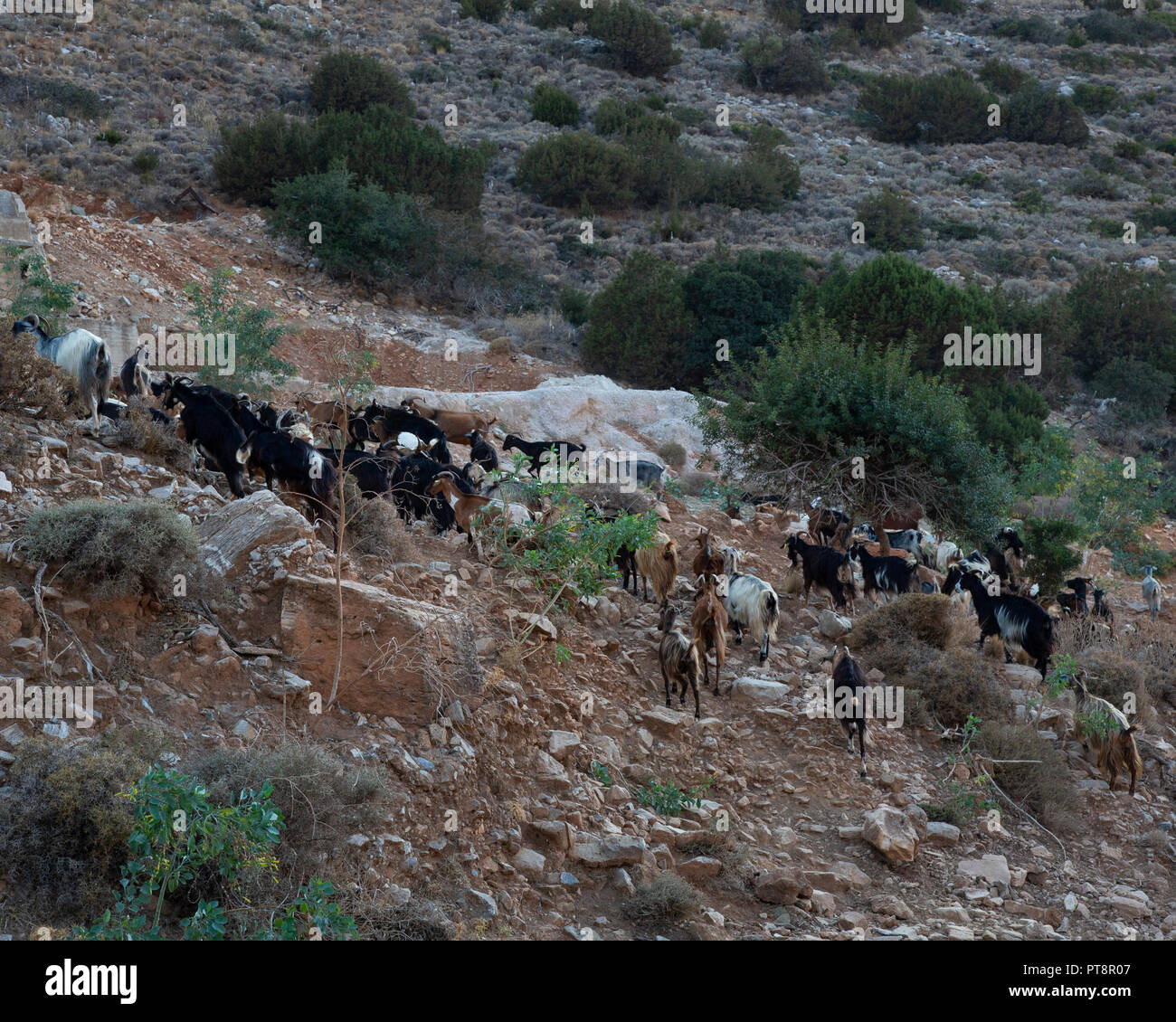 Karystos goats hi-res stock photography and images - Alamy