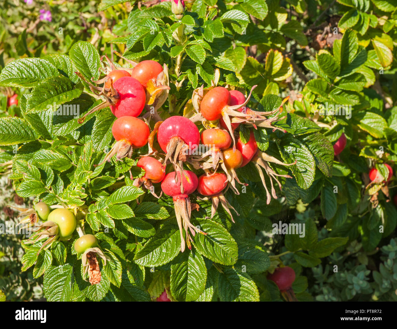 Bunch of rose hips on Rosa rugosa set against background of green ...