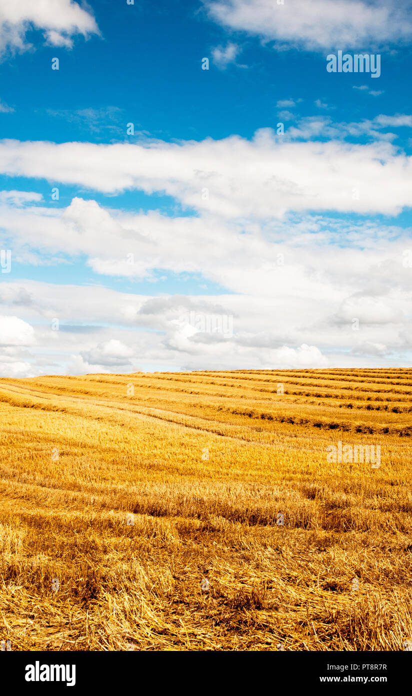 Picture of stubble in corn field after corn has been cut. Bright blue ...