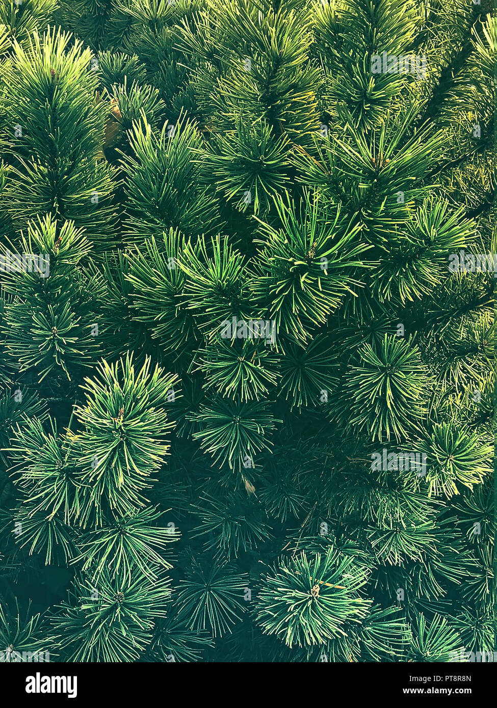 Christmas tree background Close up photo layout Lush green spruce ...