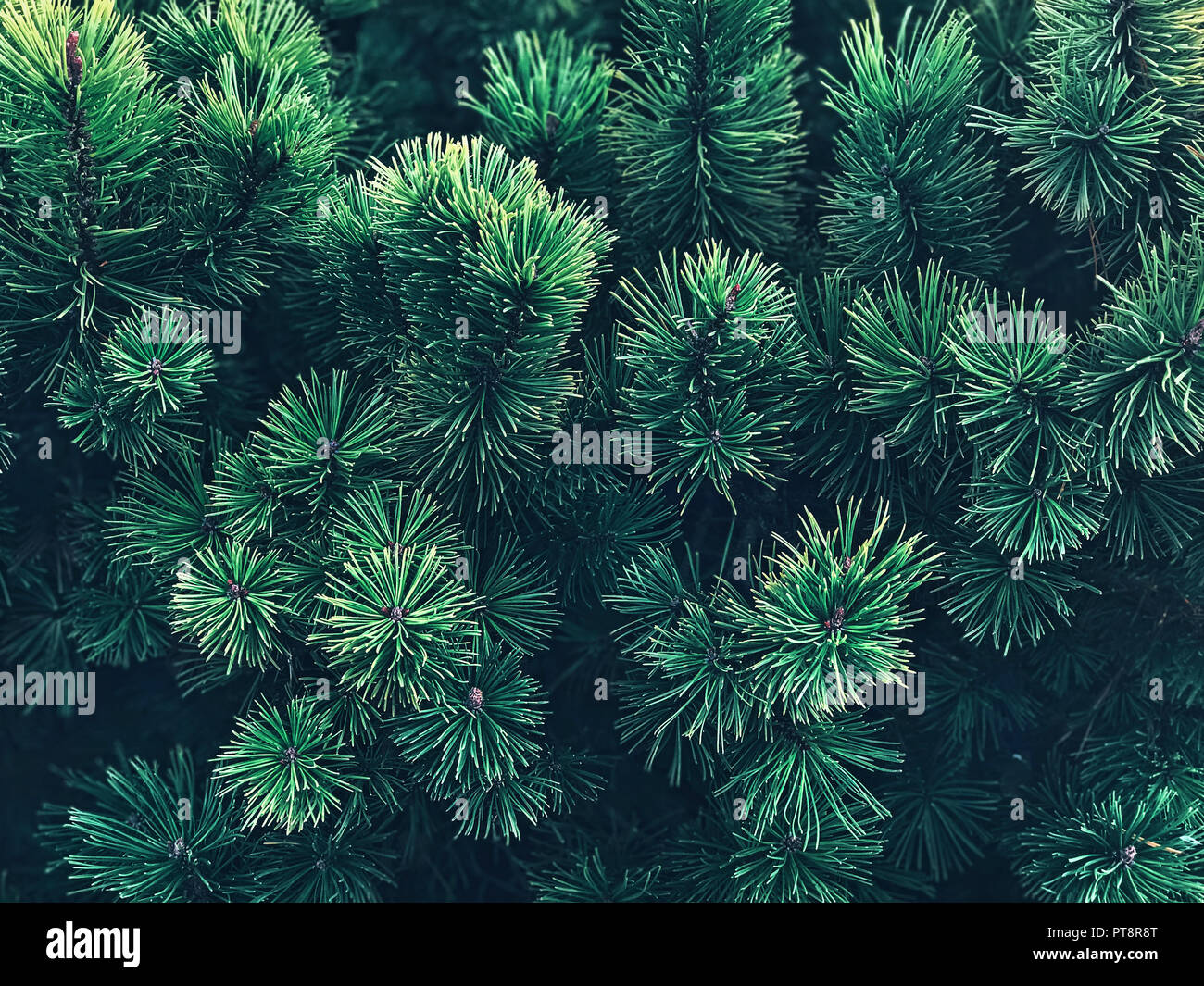 Spruce branches background Close up photo layout Christmas tree pattern ...
