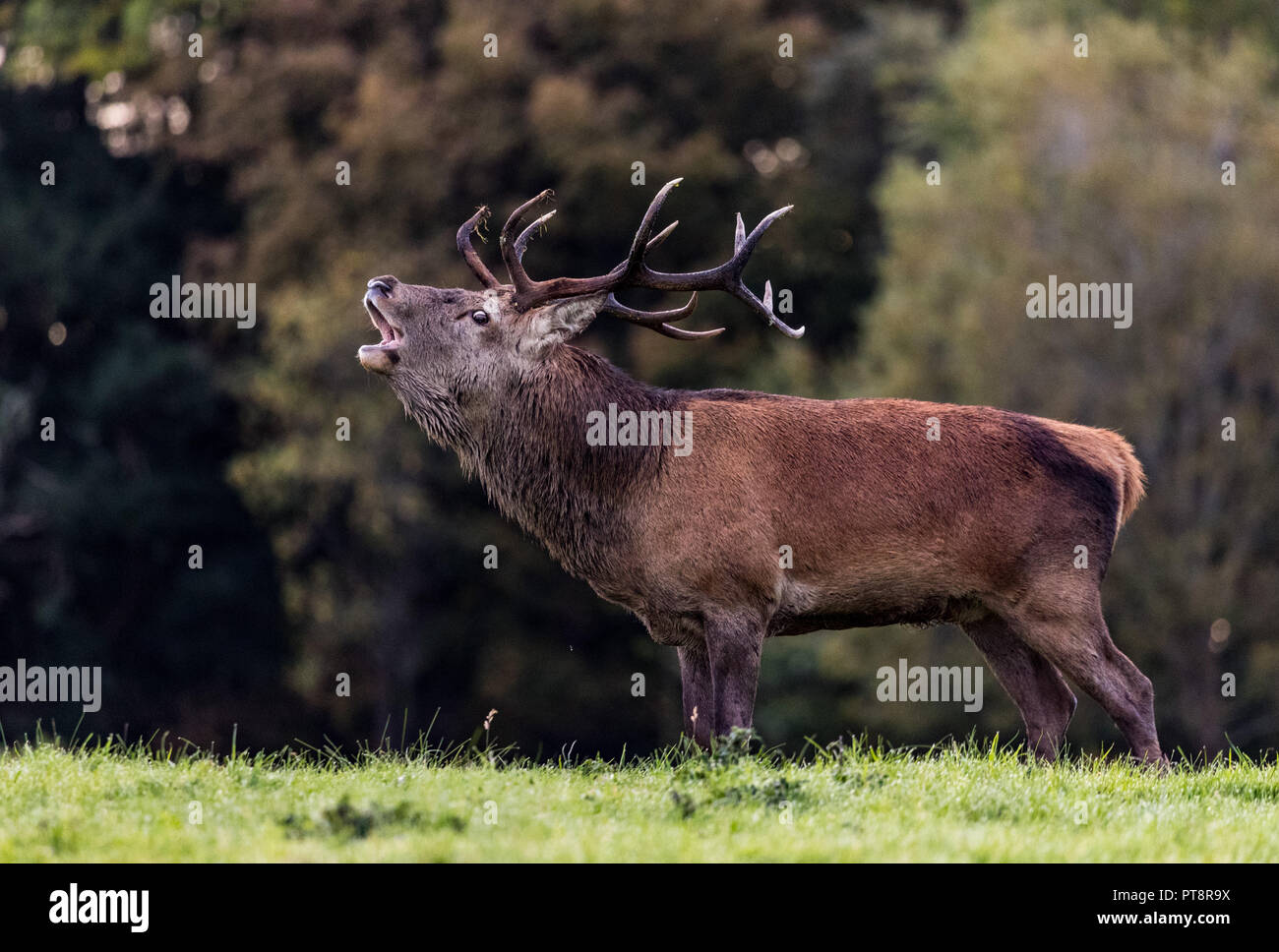 Red deer roaring during autumn rutting season in Killarney national ...