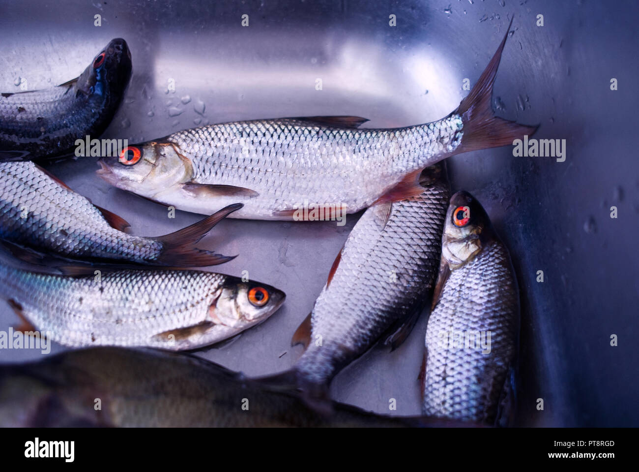 Wildlife raw fish hi-res stock photography and images - Alamy