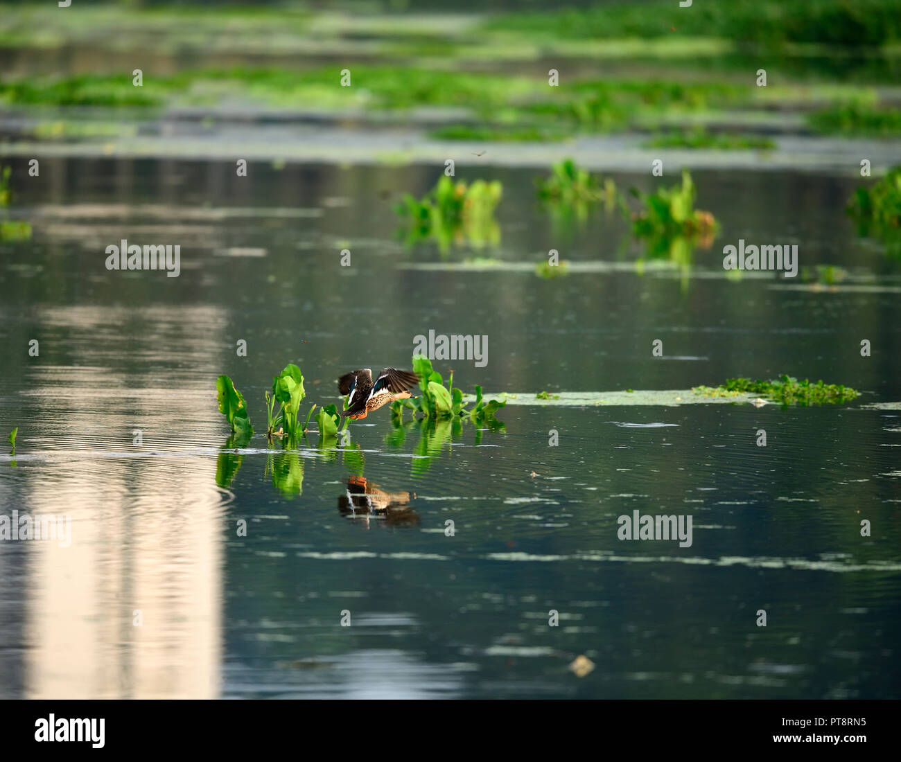 The Indian spot-billed duck is a large dabbling duck which is a non ...
