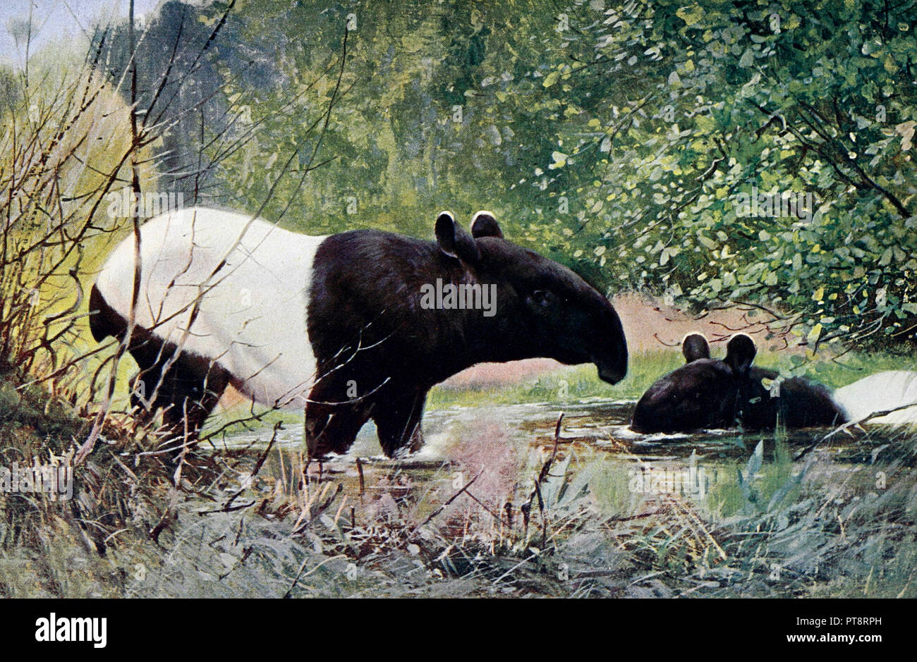 Tapir animal hi-res stock photography and images - Alamy